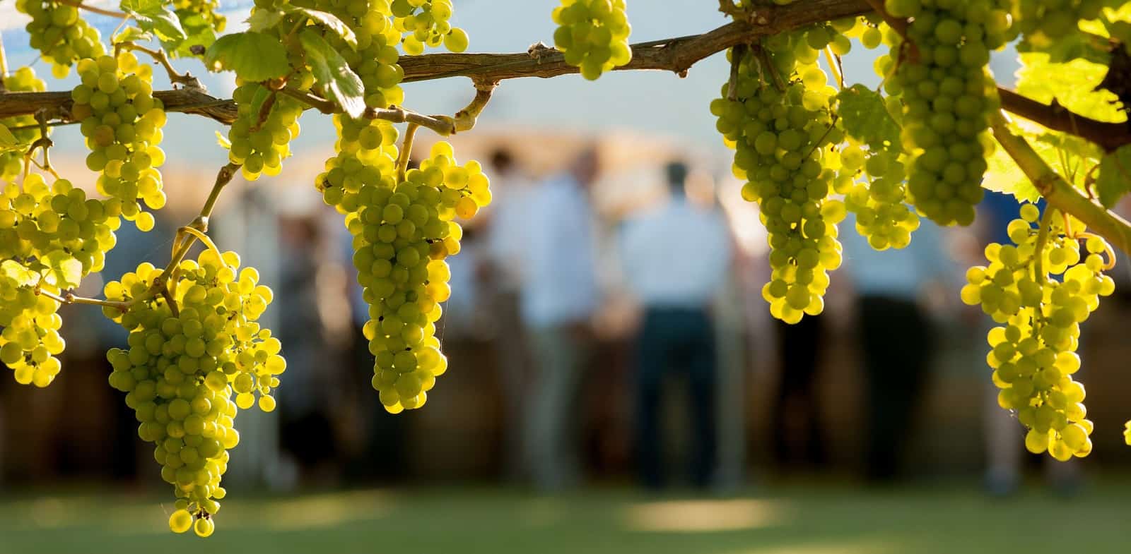 How to Find the Best White Wine - Vino Del Vida