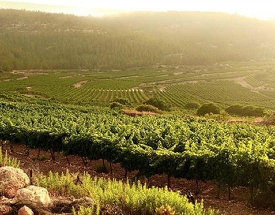 Best Israel Wine: A-Z Guide to Israeli Wine by Variety and Region ...
