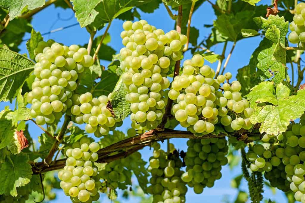 How to Find the Best Portuguese Wine by Variety and Region - Vino Del Vida