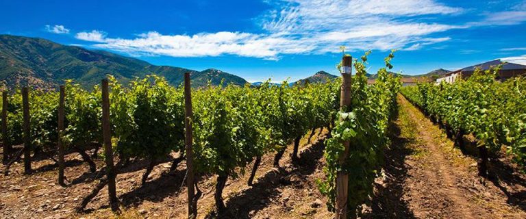 Best Chilean Wines: A-Z Guide to Wine from Chile by Variety and Region ...