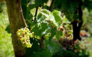Best Italian Wines: A-Z Guide to Italian Wine by Variety and Region ...