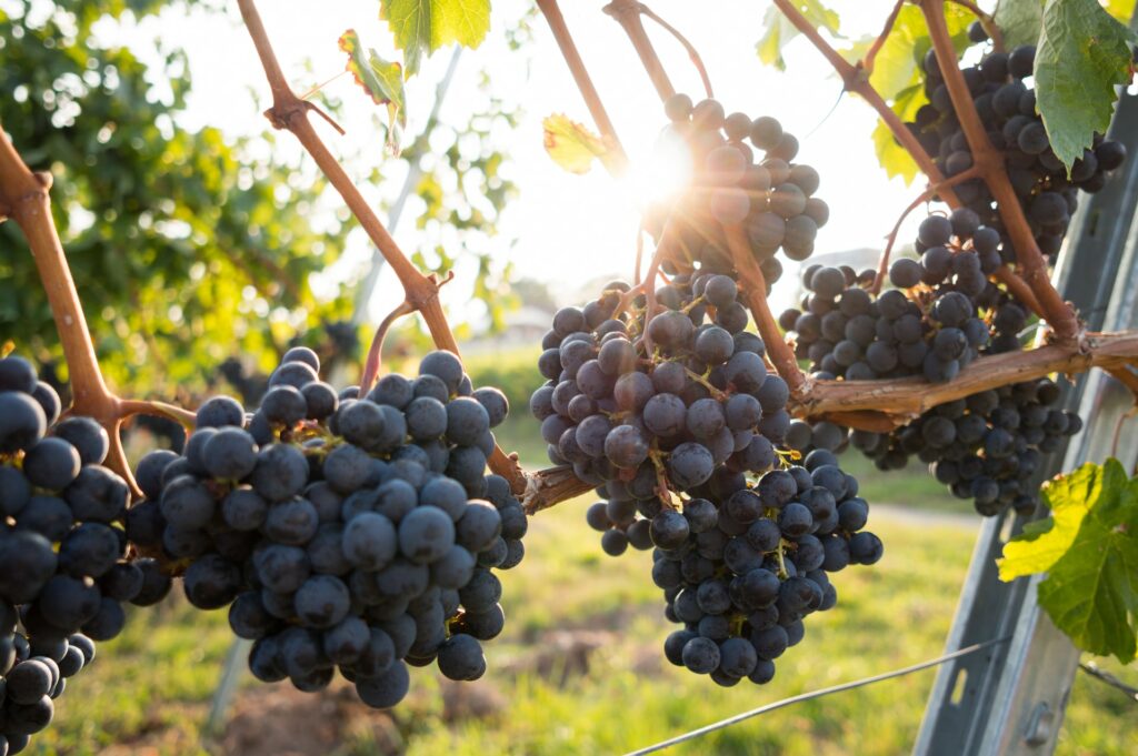Best Chilean Wines: A-Z Guide to Wine from Chile by Variety and Region ...