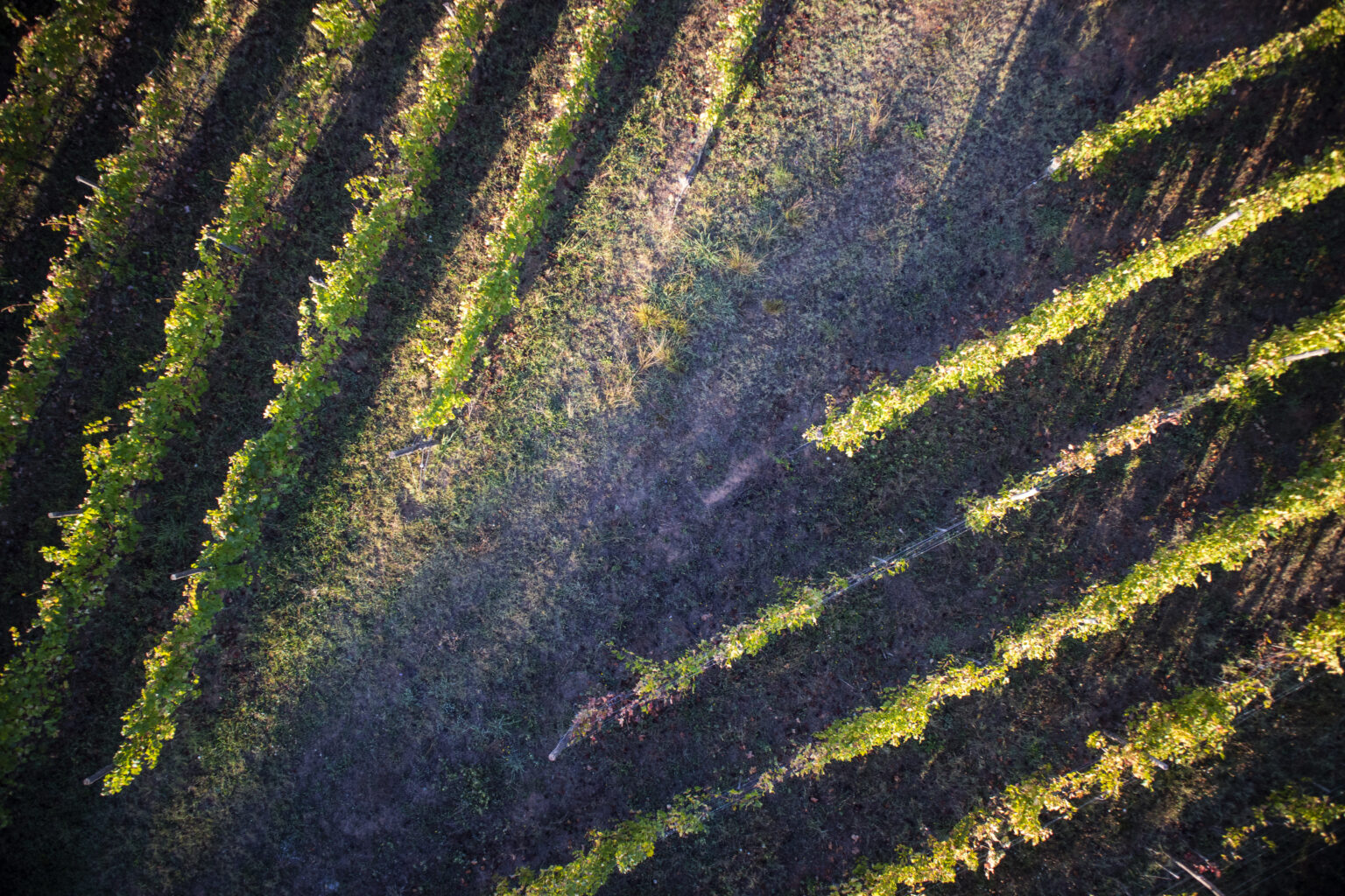 The Best Washington State Wine: Guide by Variety and Region - Vino Del Vida