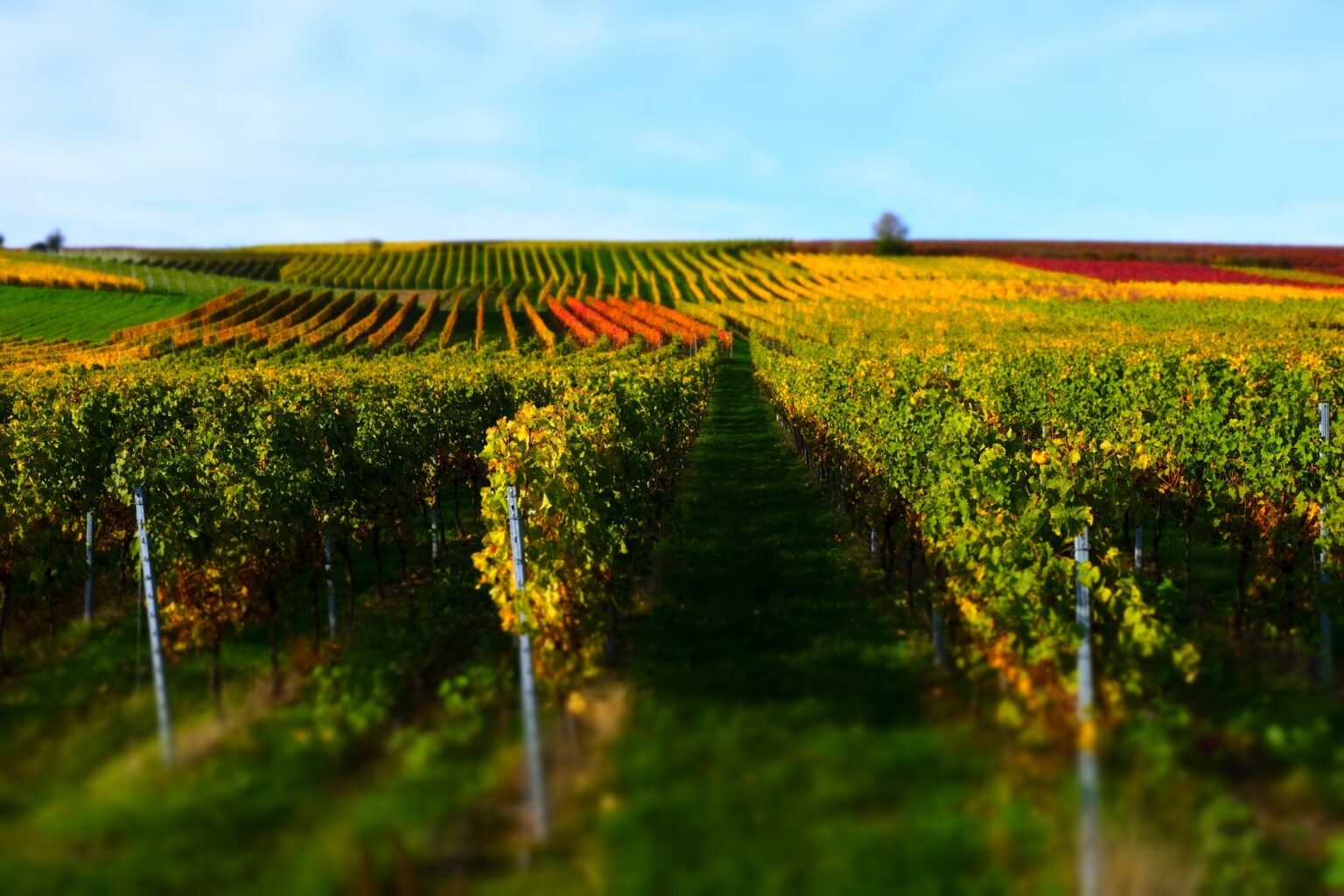 The Best Wineries in Oregon That You'll Love! - Vino Del Vida