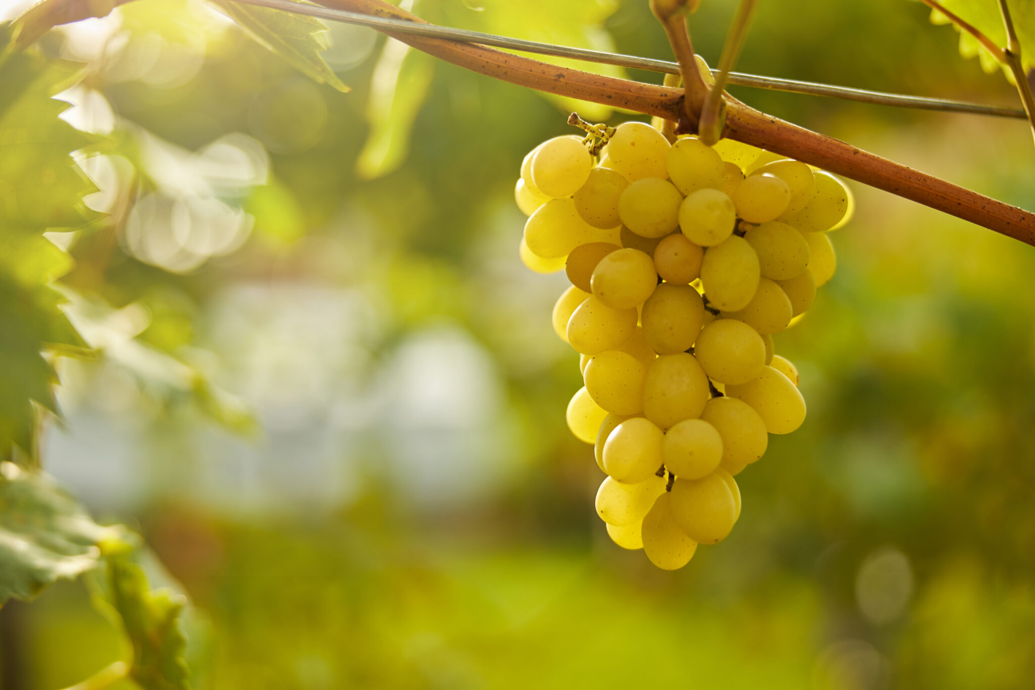 How to Find the Best Moscato Wine - Vino Del Vida