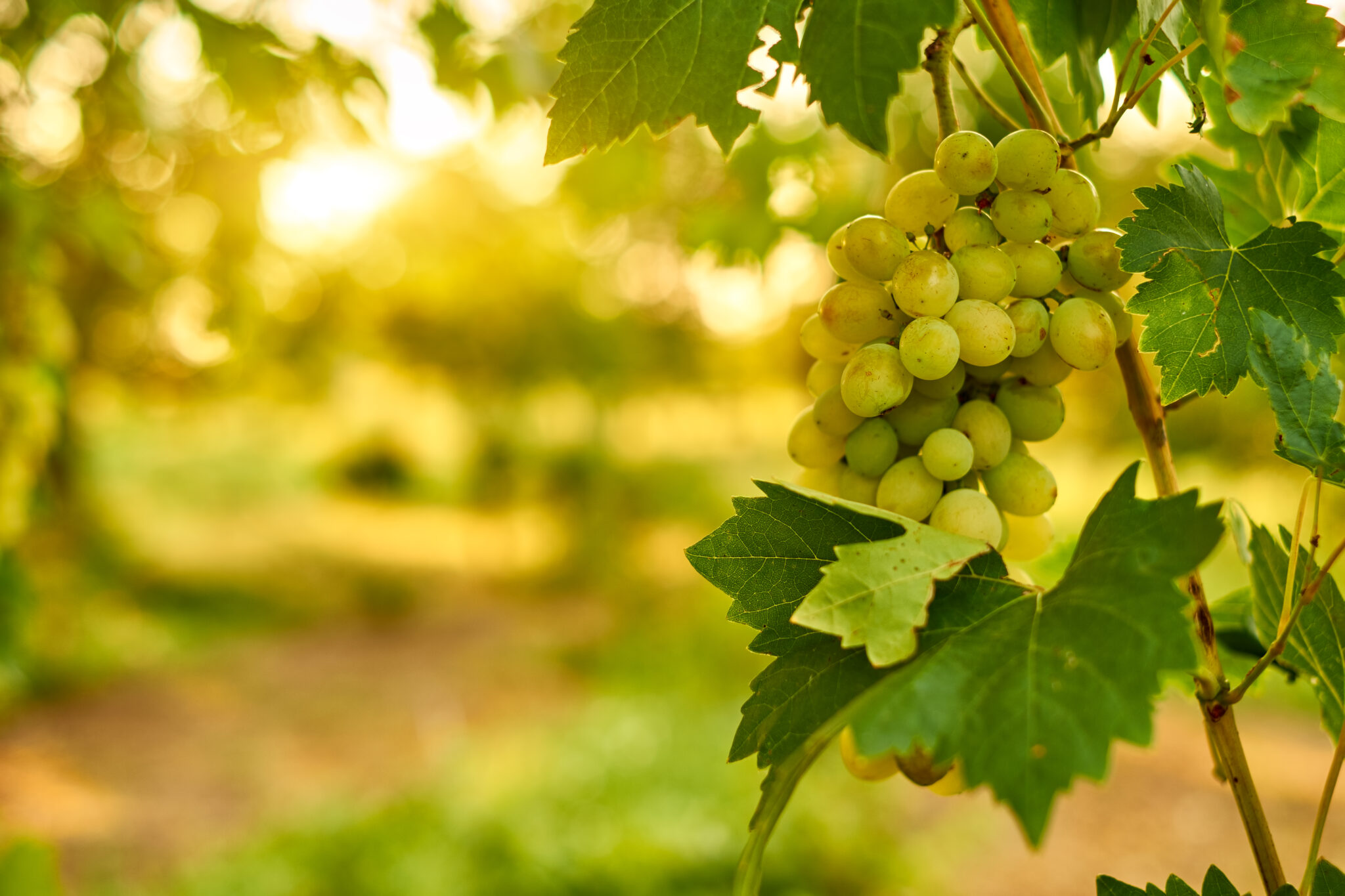 How to Find the Best Chardonnay Wine - Vino Del Vida