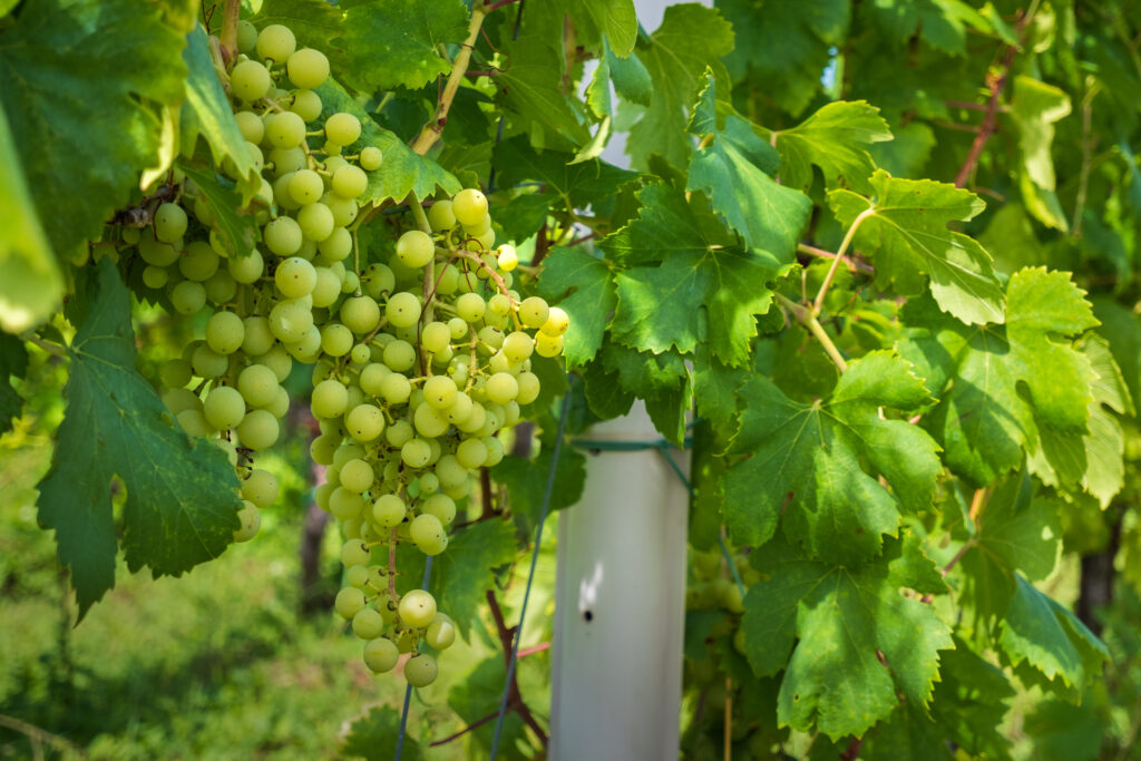 How to Find the Best Chardonnay Wine - Vino Del Vida